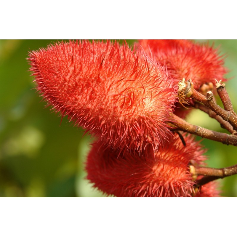 Macérat de roucou huile de coco pressée à froid de Martinique ANTI ...
